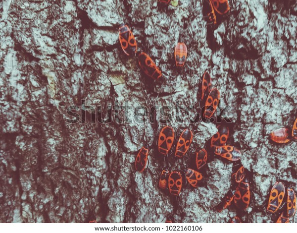 Red Beetles On Bark Tree Stock Photo 1022160106 | Shutterstock