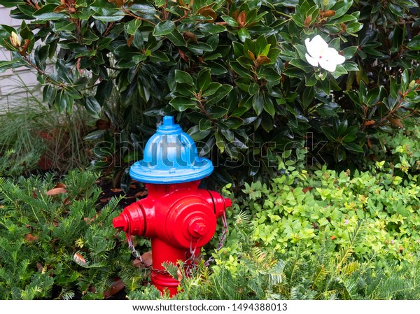 Red Blue Fire Hydrant Set Among Stock Photo 1494388013 | Shutterstock