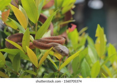 Red Boiga Snake Indonesia Java Nature Stock Photo 1560705374 | Shutterstock