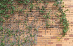 Plant On The Brick Wall Free Stock Photo - Public Domain Pictures