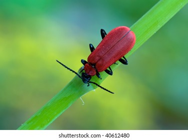23 Bugs ka Images, Stock Photos & Vectors | Shutterstock