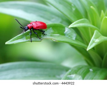 Red Bug Stock Photo 4443922 | Shutterstock