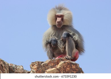 Red Bum Monkey Stock Photo 673391230 | Shutterstock