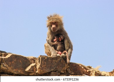 60 Red Ass Monkey Images, Stock Photos & Vectors | Shutterstock