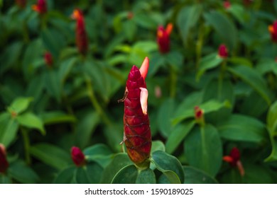 Red Button Ginger Flower Close Wallpaper Stock Photo (Edit Now) 1590189025