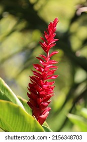 427 Red button ginger flower Images, Stock Photos & Vectors | Shutterstock