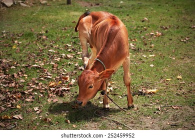 Red Calf Scratching Ear While Standing Stock Photo 252459952 | Shutterstock