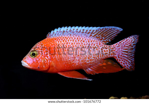 Red Cichlid Fish Ruby Red Peacock Stock Photo (Edit Now) 101676772