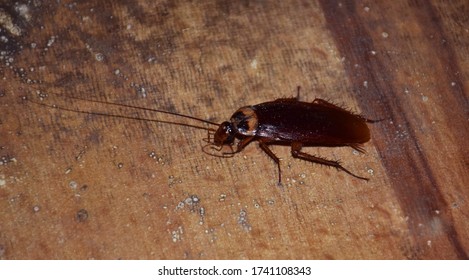 1,130 Cockroach Night Images, Stock Photos & Vectors | Shutterstock
