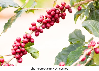 23,390 Coffee red cherry Images, Stock Photos & Vectors | Shutterstock