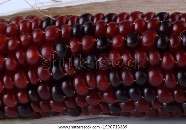 Red Corn Background Aztec Maize Stock Photo 1590713389 | Shutterstock