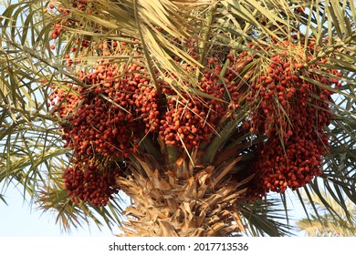 28,030 Red Dates Tree Images, Stock Photos & Vectors | Shutterstock