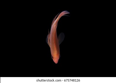 Red Devil Fish Stock Photo 675748126 | Shutterstock