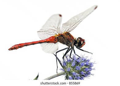 72,522 Dragonfly White Background Images, Stock Photos & Vectors ...