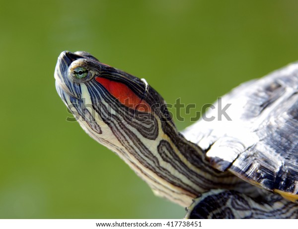 Red Eared Slider Turtleportrait Stock Photo 417738451 | Shutterstock