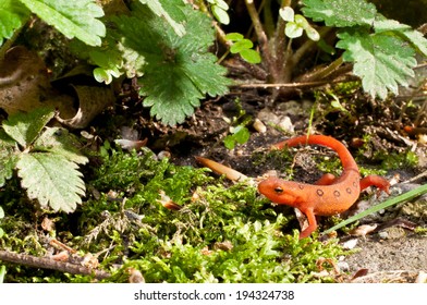 216 Red eft Images, Stock Photos & Vectors | Shutterstock