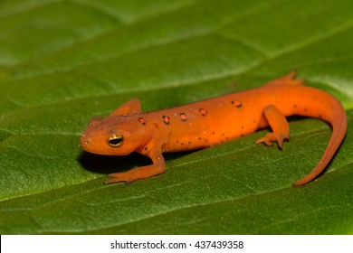 216 Red eft Images, Stock Photos & Vectors | Shutterstock