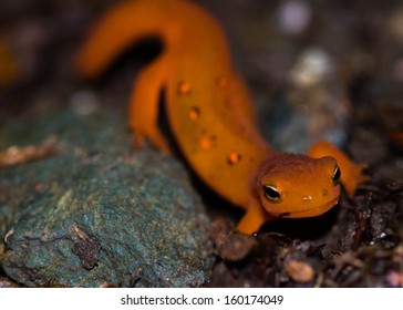 216 Red eft Images, Stock Photos & Vectors | Shutterstock