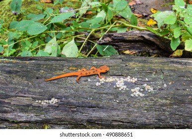 216 Red eft Images, Stock Photos & Vectors | Shutterstock