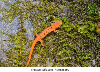 Red Eft Juvenile Stage Eastern Newt Stock Photo (Edit Now) 490888660