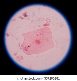 4,758 Célula epitelial Images, Stock Photos & Vectors | Shutterstock