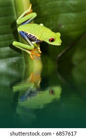 Red Eye Tree Frog Reflection Stock Photo 6857617 | Shutterstock