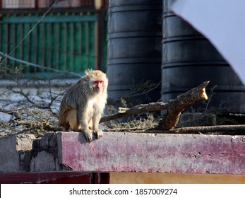 393 Indian red faced monkey Images, Stock Photos & Vectors | Shutterstock