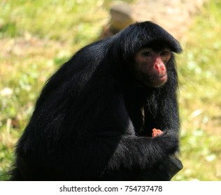 203 Red faced spider monkey Images, Stock Photos & Vectors | Shutterstock