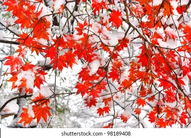 53,721 Winter maple tree Images, Stock Photos & Vectors | Shutterstock