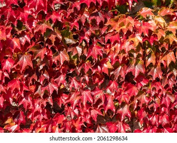 281 Flame maple wood texture 图片、库存照片和矢量图 | Shutterstock