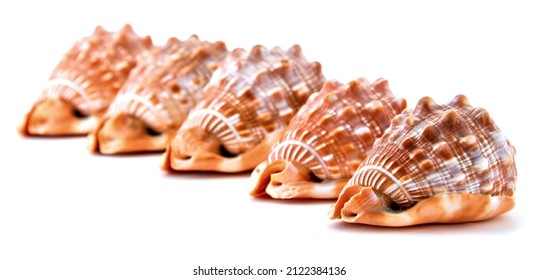 11,877 Five shells Images, Stock Photos & Vectors | Shutterstock