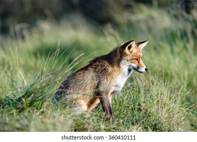 Red Fox Stock Photo 360410111 | Shutterstock