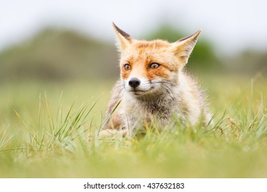 Red Fox Cub Stock Photo (Edit Now) 222060658