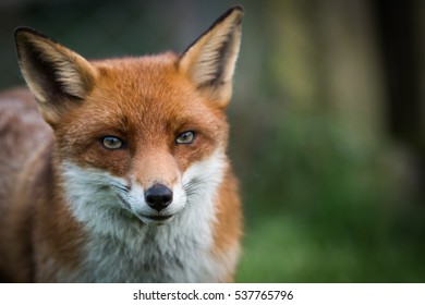 1,580 British red fox Images, Stock Photos & Vectors | Shutterstock