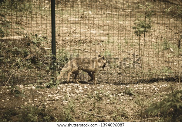 Red Fox Captivity Behing Bars Nature Stock Photo 1394096087 | Shutterstock