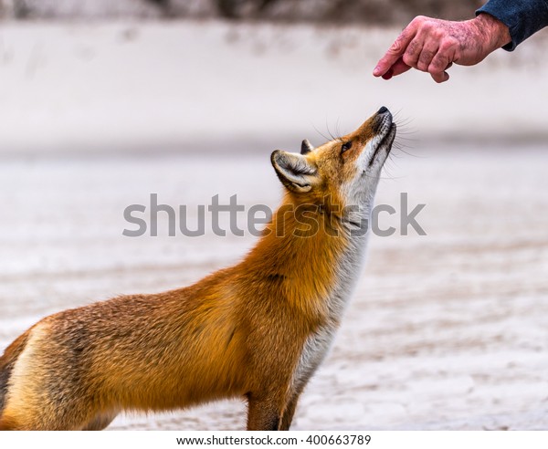 Red Fox Checking Photo Stock Photo 400663789 | Shutterstock
