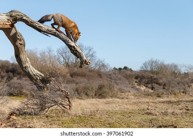 Red Fox Climbing Dead Tree Stock Photo (Edit Now) 400147558