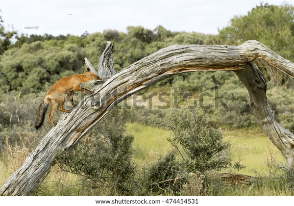 Red Fox Climbing Tree Stock Photo 474454531 | Shutterstock