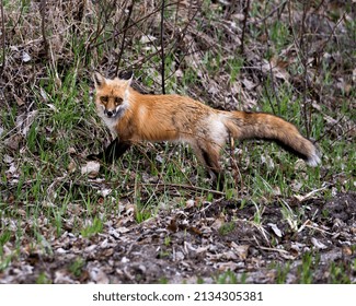 4,302 Profile fox Images, Stock Photos & Vectors | Shutterstock