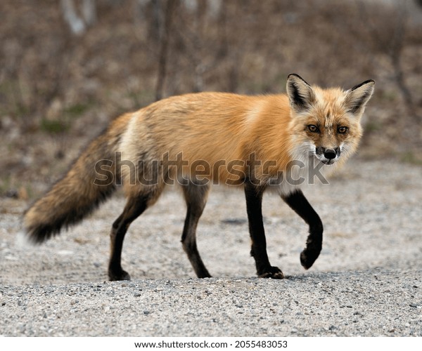 Red Fox Closeup Profile Side View Stock Photo 2055483053 | Shutterstock