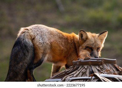 600 Fox Digging Images, Stock Photos & Vectors | Shutterstock