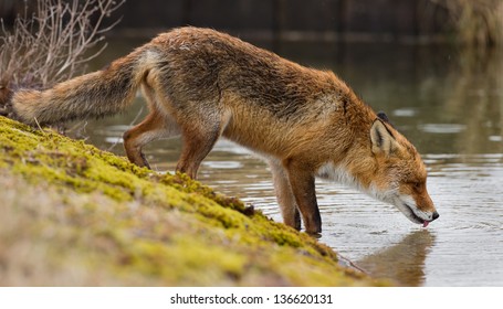 2,630 Fox drinking Images, Stock Photos & Vectors | Shutterstock