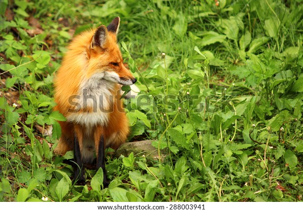 Red Fox Grass Stock Photo 288003941 | Shutterstock