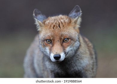 Red Fox Largest True Foxes One Stock Photo 1919888564 | Shutterstock