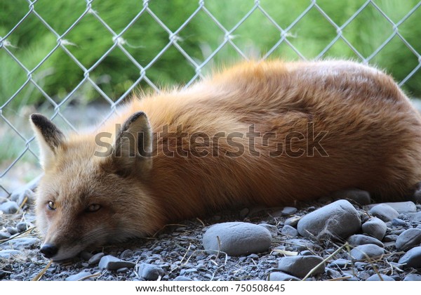 Red Fox Laying Down Stock Photo 750508645 | Shutterstock