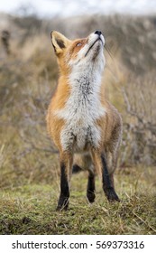 11,327 imágenes de Fox looking up - Imágenes, fotos y vectores de stock ...