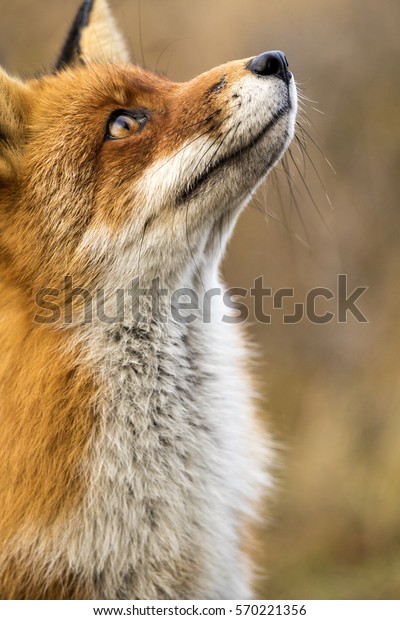 Red Fox Looking Stock Photo (Edit Now) 570221356