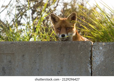 Red Fox Looking Into Camera Standing Stock Photo 2129296427 | Shutterstock