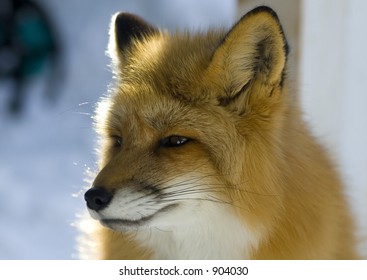 29,529 Foxes close ups Stock Photos, Images & Photography | Shutterstock