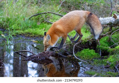 Red Fox Pine Tree Forest Bushy Stock Photo 2134790293 | Shutterstock
